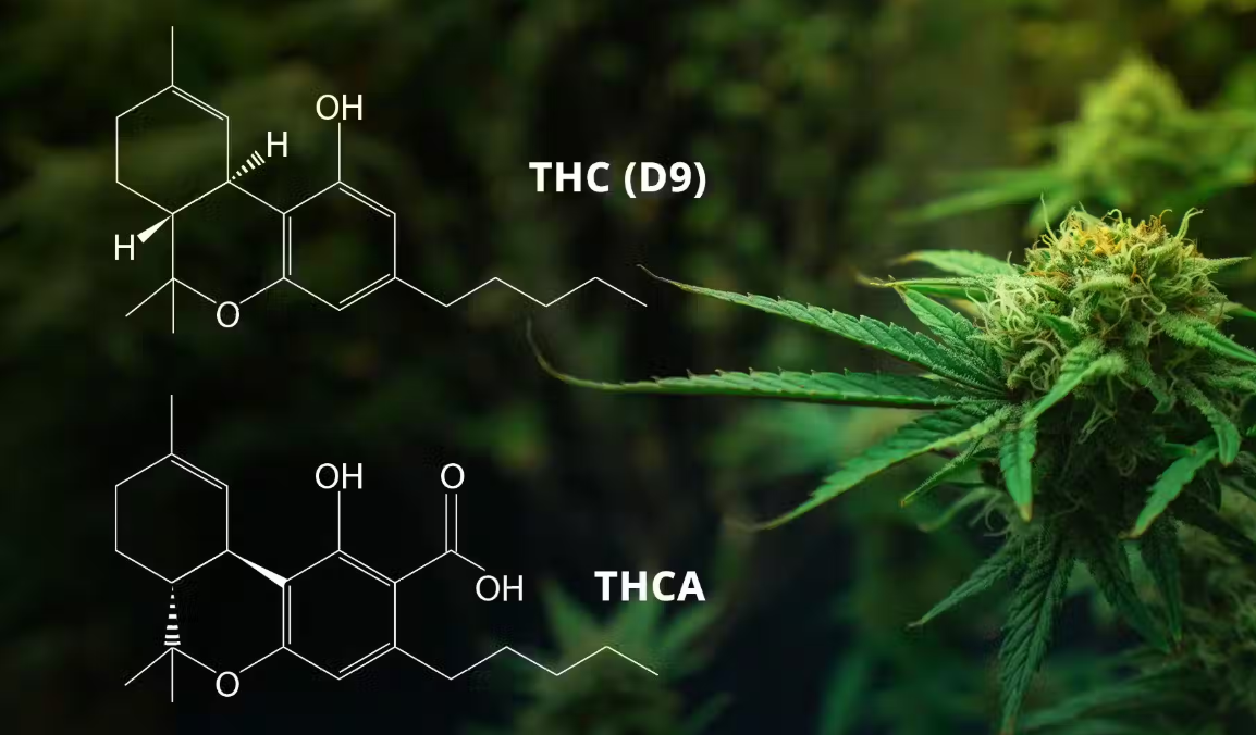What is THCa, and How is it Different from THC? – Media Bros